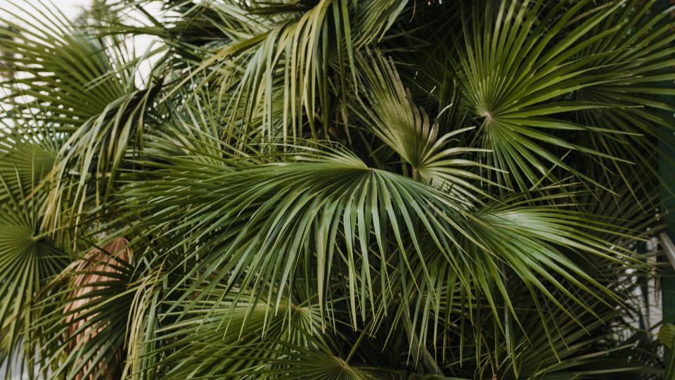 Brahea Dulcis - 5 db mag! - PálmaMag