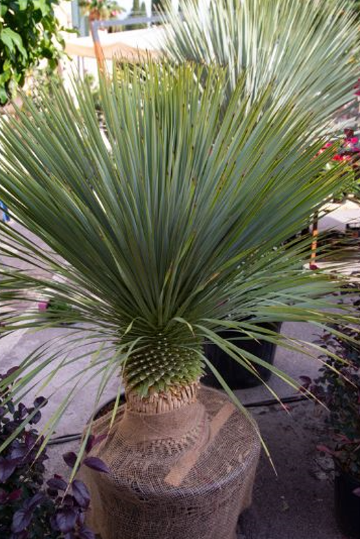 Yucca Rigida - 5 db mag! - PálmaMag