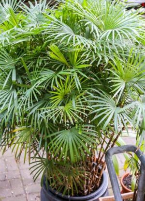Rhapis multifida – 5 db mag! - PálmaMag