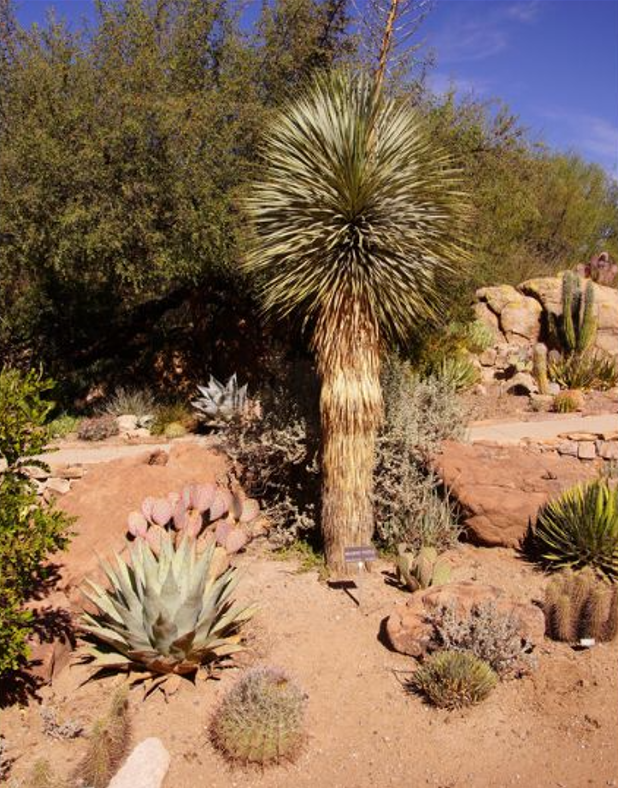 Yucca rostrata - 5 db mag - PálmaMag