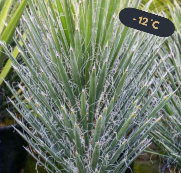 Yucca Filifera - 5 db mag - PálmaMag